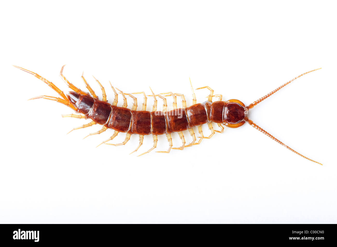 brown centipede / Lithobius forficatus Stock Photo - Alamy