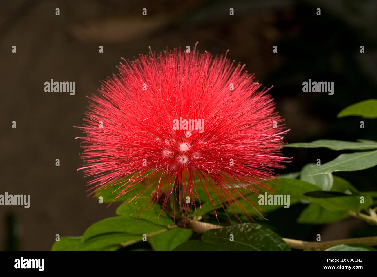 Red Powderpuff Flower, Calliandra haematocephala Stock Photo - Alamy