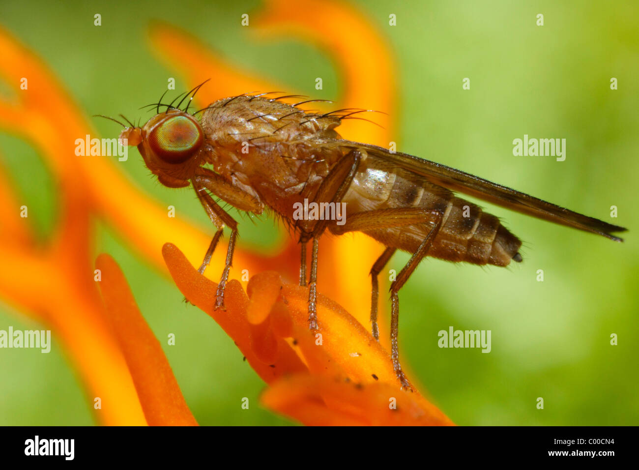 Suillia hi-res stock photography and images - Alamy