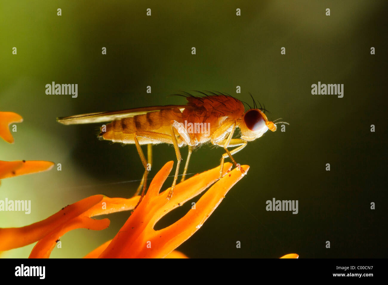 Suillia hi-res stock photography and images - Alamy