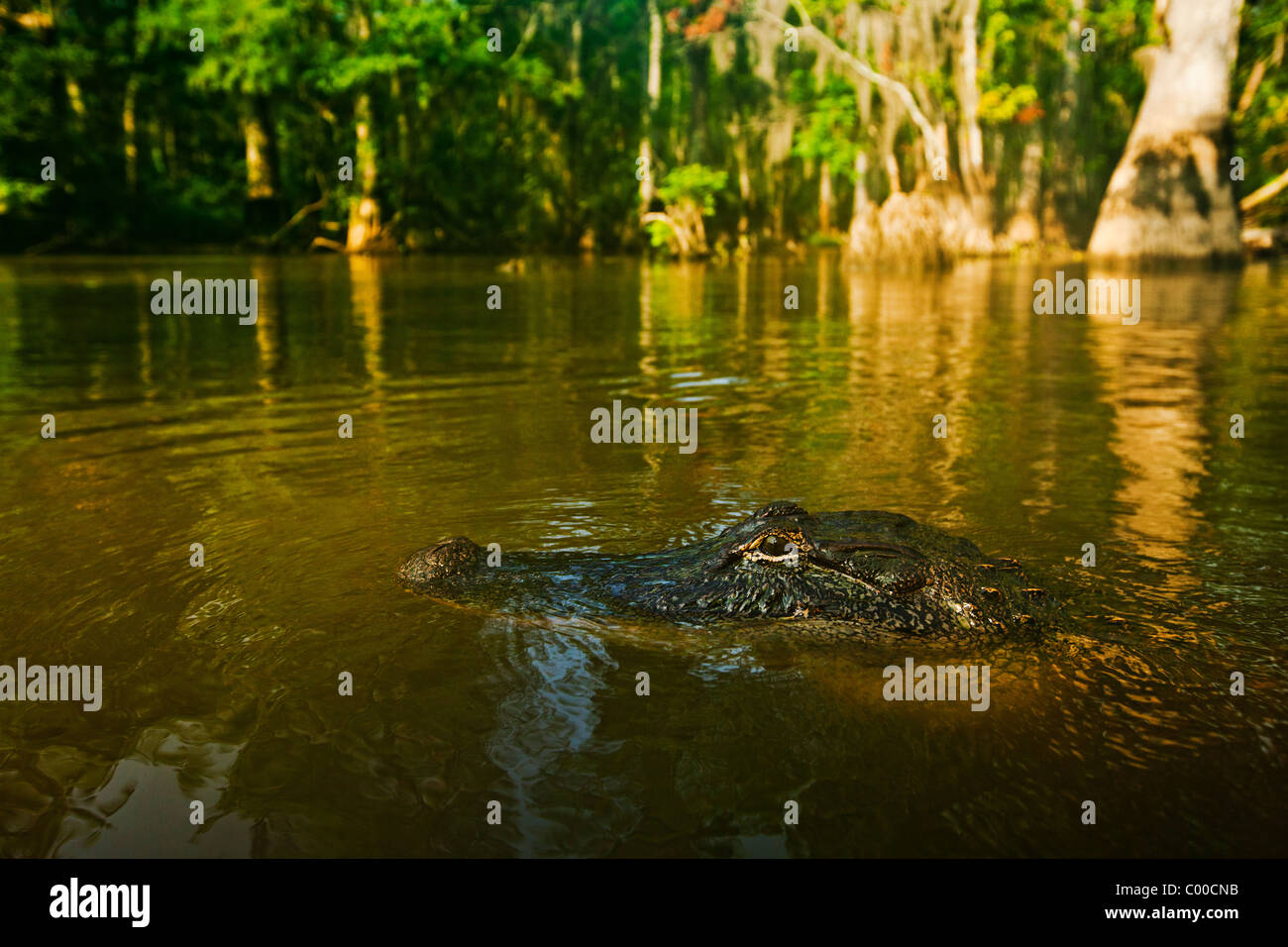Cajun swamp hi-res stock photography and images - Alamy