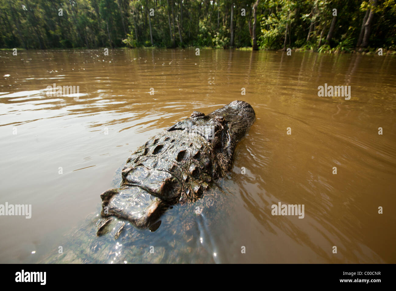 Bayou scenes hi-res stock photography and images - Alamy