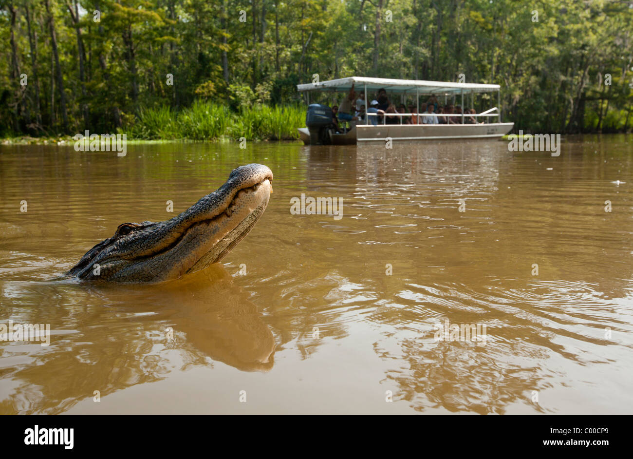 Bayou scenes hi-res stock photography and images - Alamy