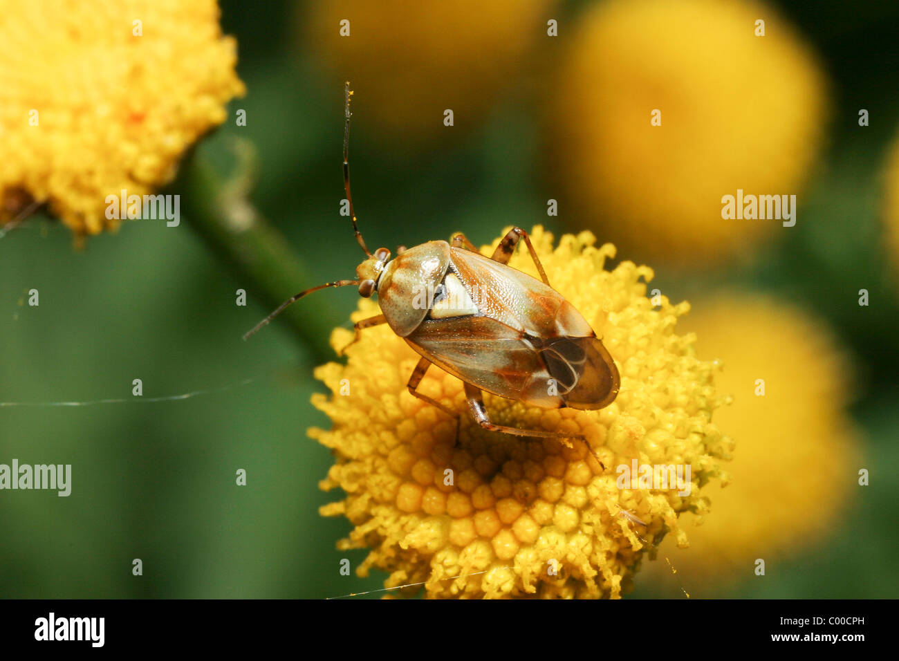 Tarnished plant bug hi-res stock photography and images - Alamy