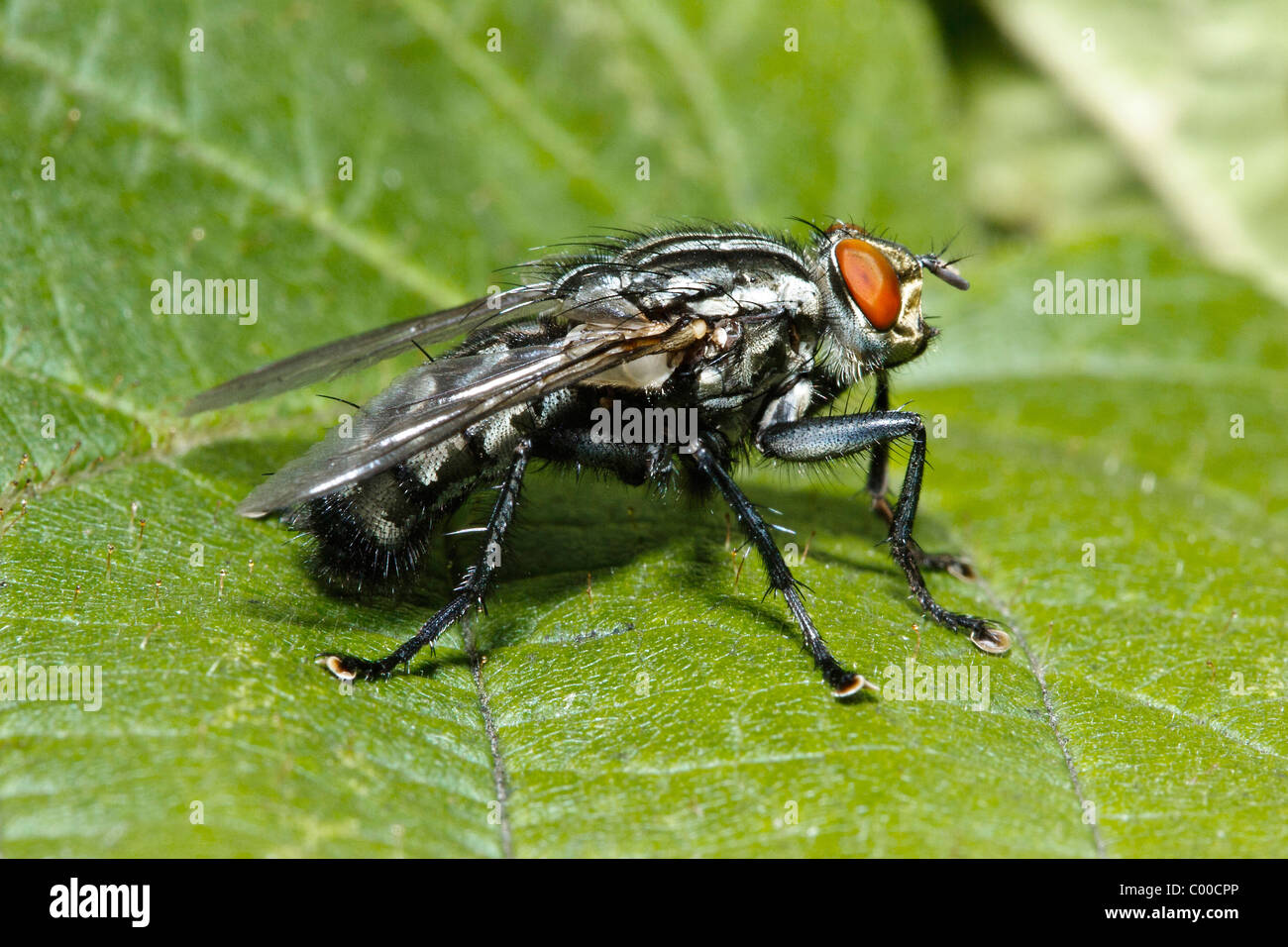 marbled grey flesh fly / Sarcophaga carnaria Stock Photo - Alamy