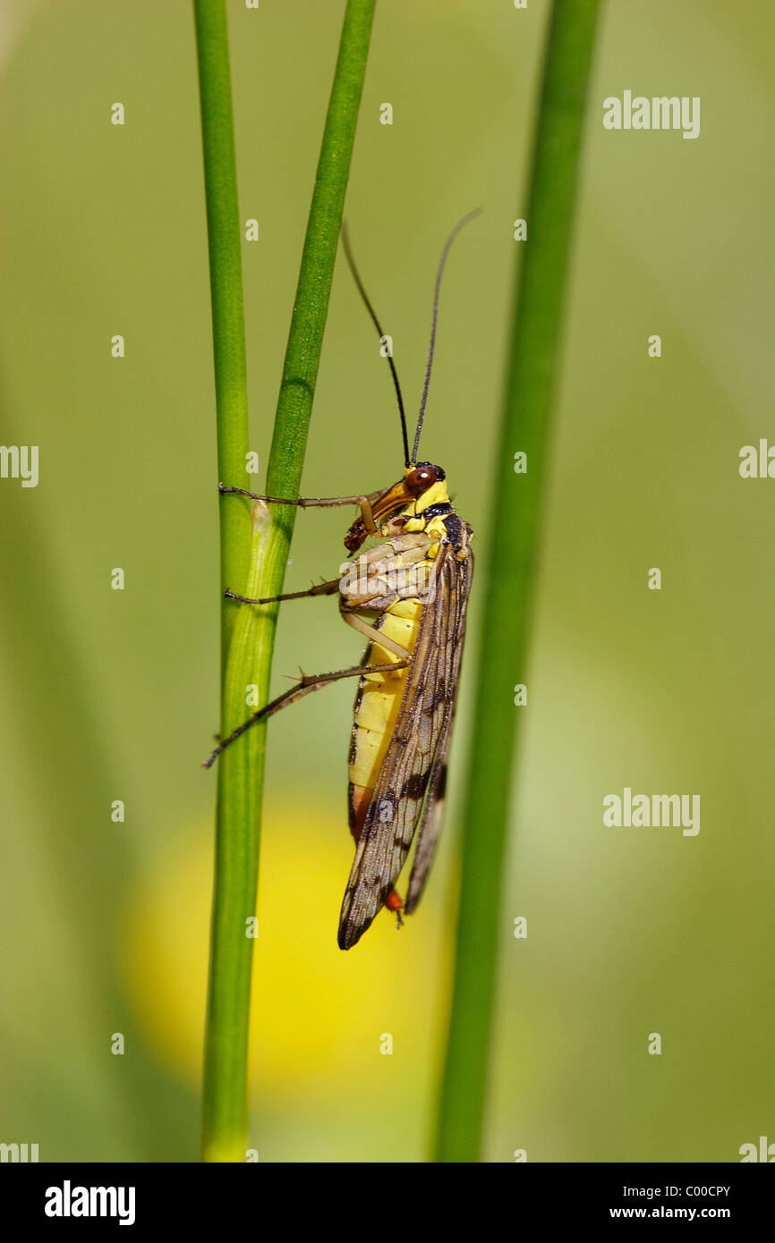 common scorpionfly / Panorpa communis Stock Photo - Alamy