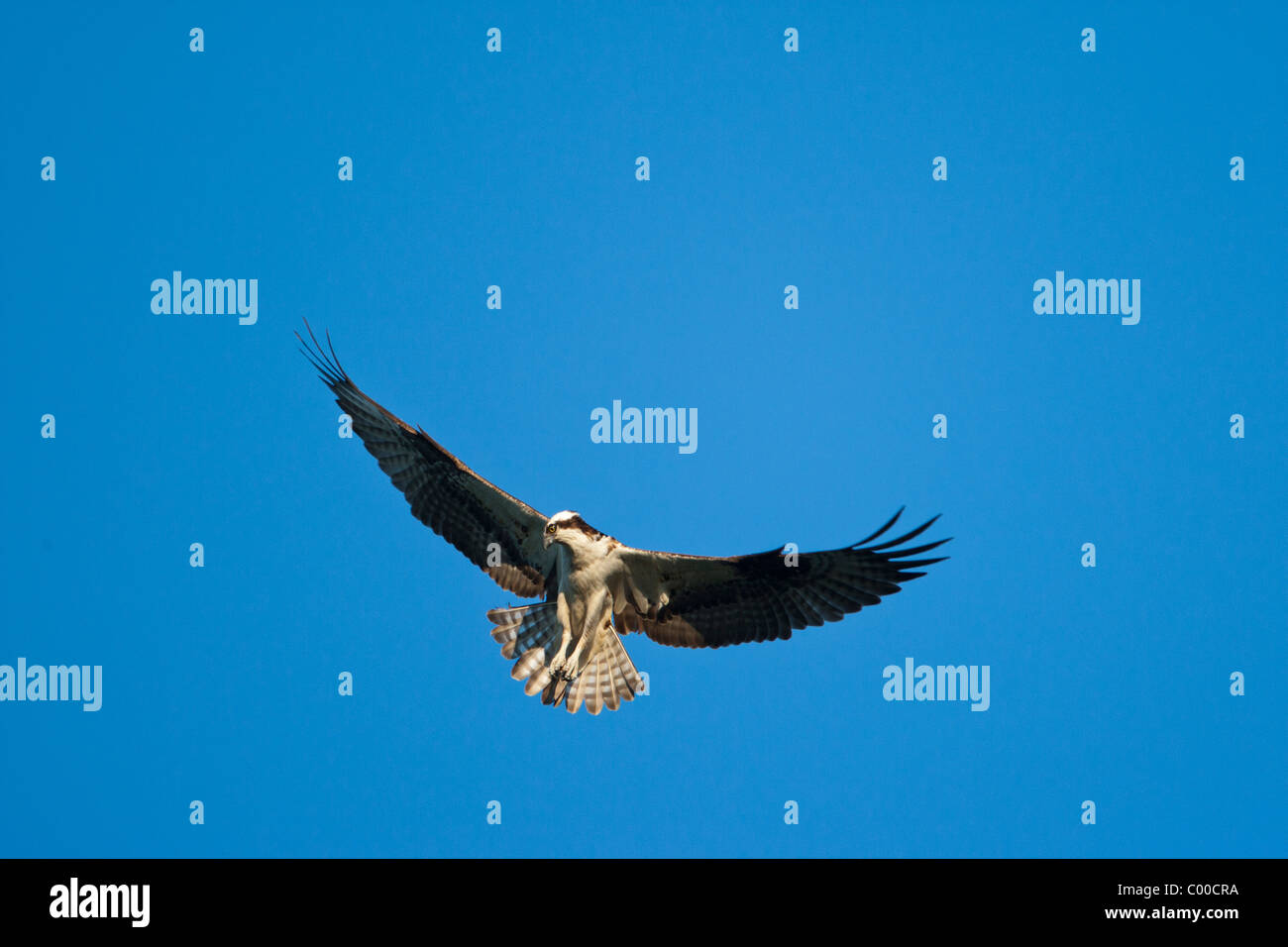 Peregrine falcons hi-res stock photography and images - Alamy