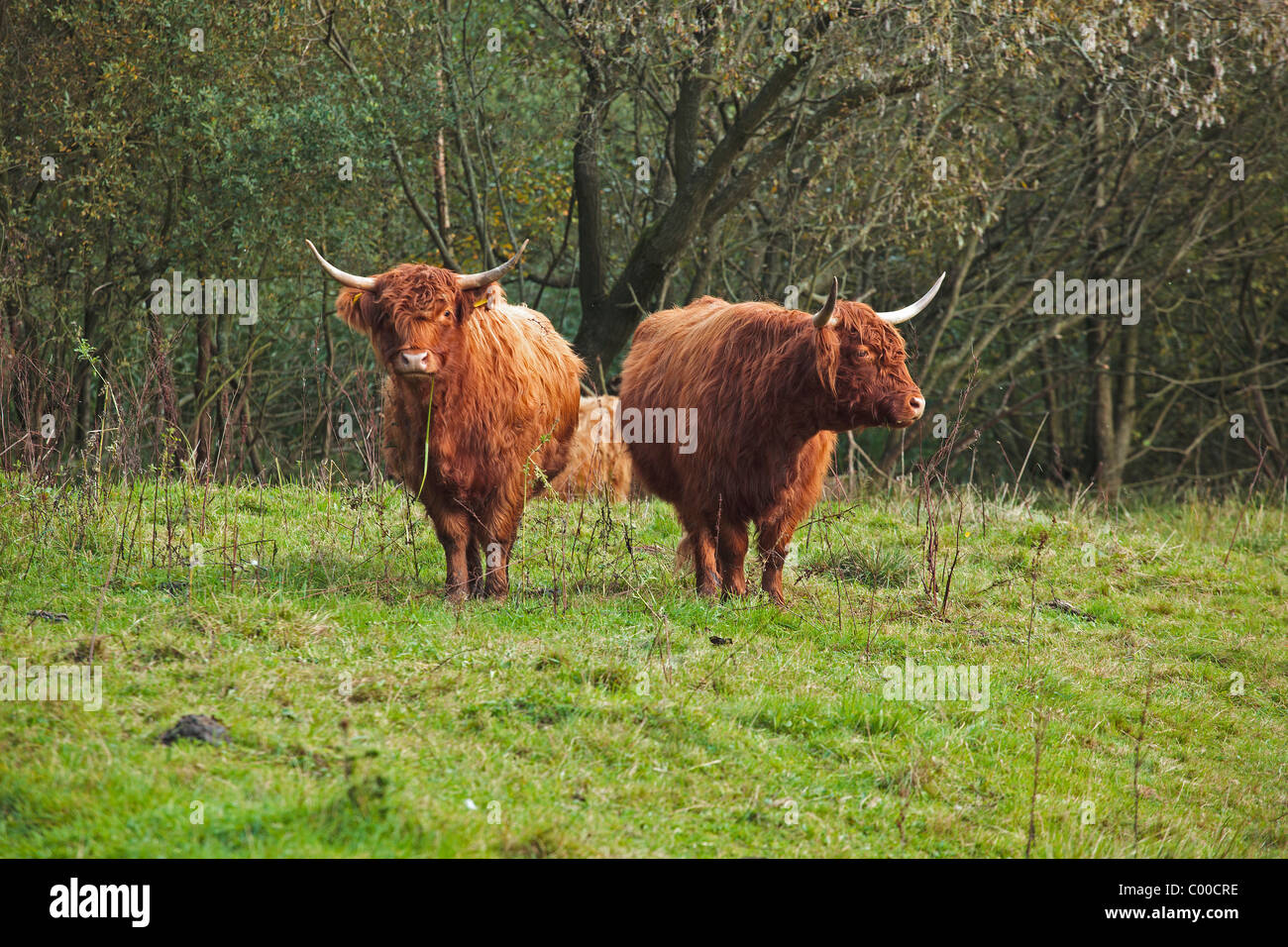 two Highland Cattle on meadow Stock Photo - Alamy