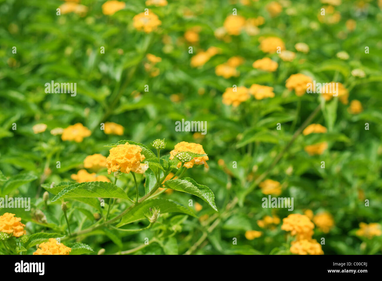 yellow lantana flowers with blurred background Stock Photo - Alamy