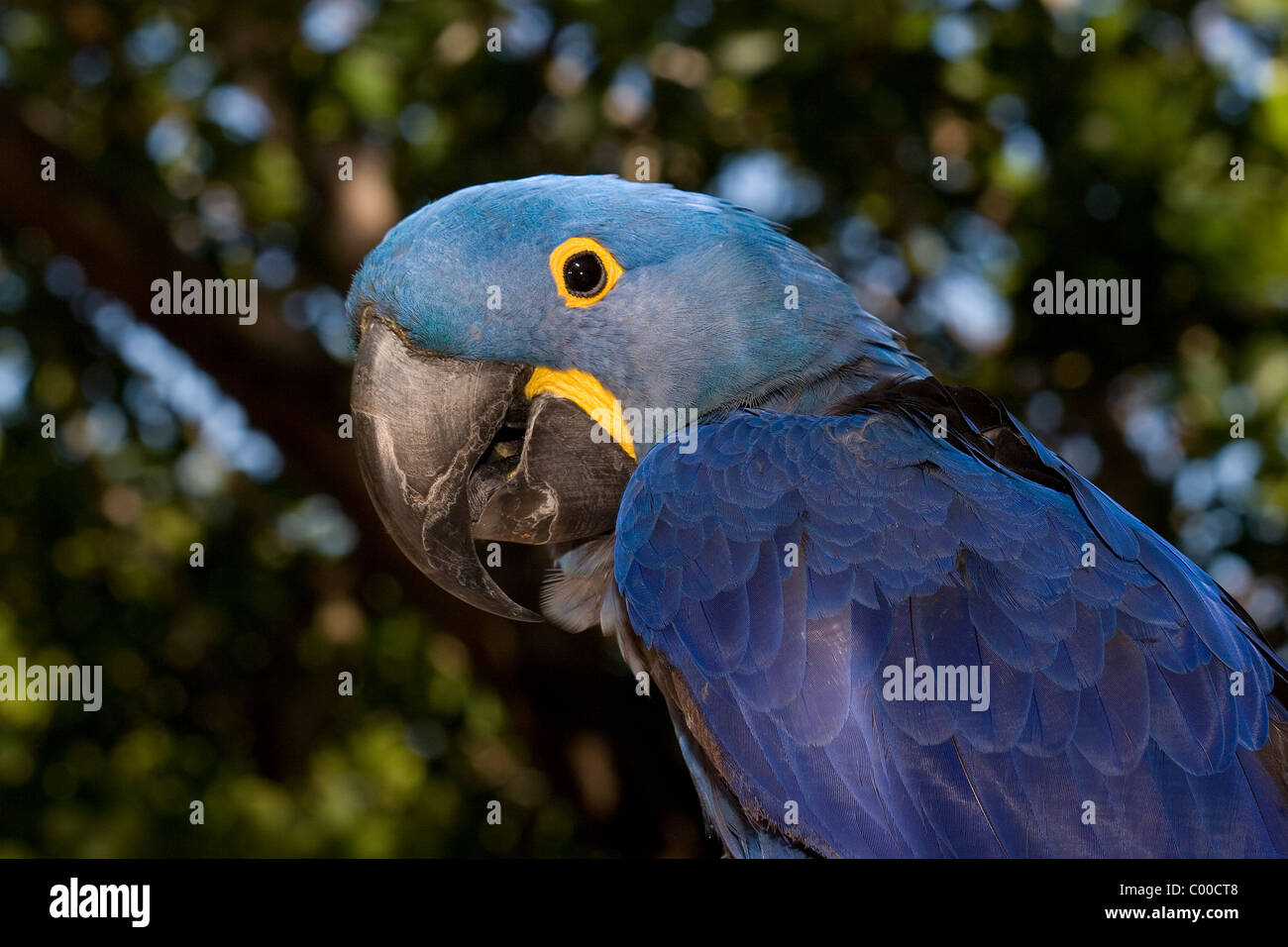 The Hyacinth Macaw (Anodorhynchus hyacinthinus), is an Endangered ...