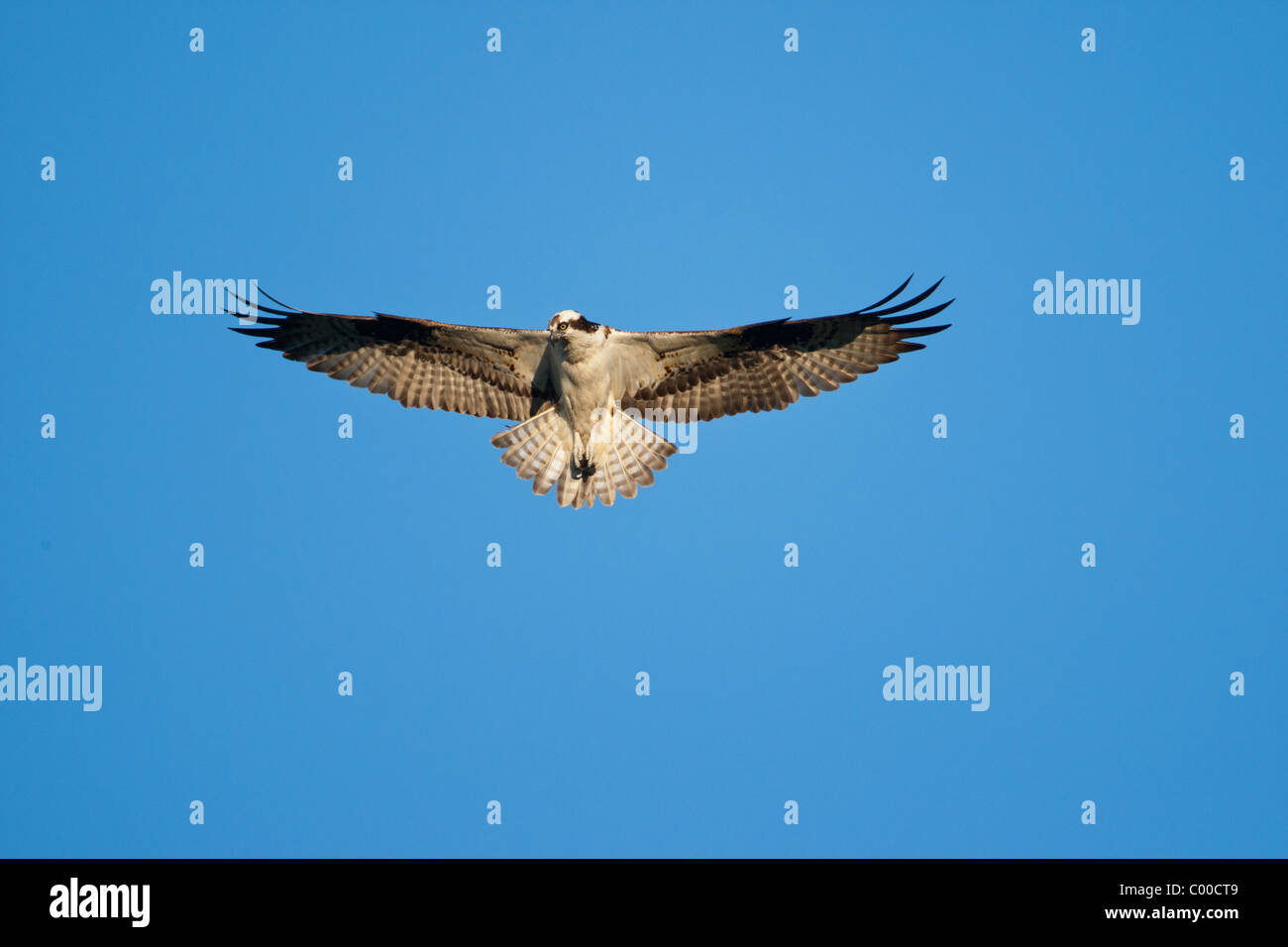USA, Maine, Acadia National Park, Peregrine Falcon (Falco peregrinus ...