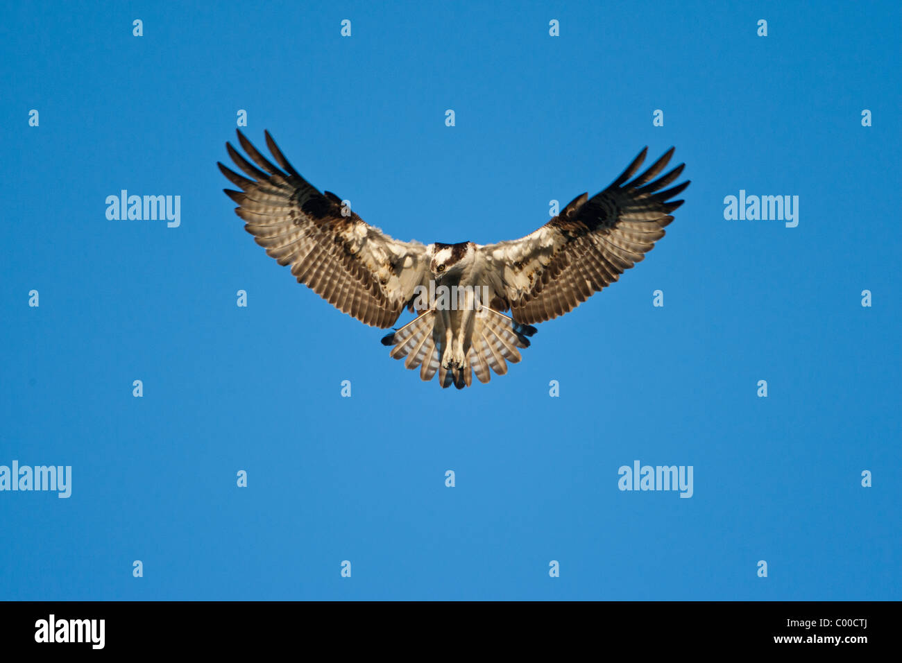 USA, Maine, Acadia National Park, Peregrine Falcon (Falco peregrinus ...