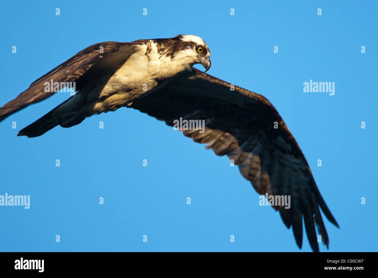 USA, Maine, Acadia National Park, Peregrine Falcon (Falco peregrinus ...