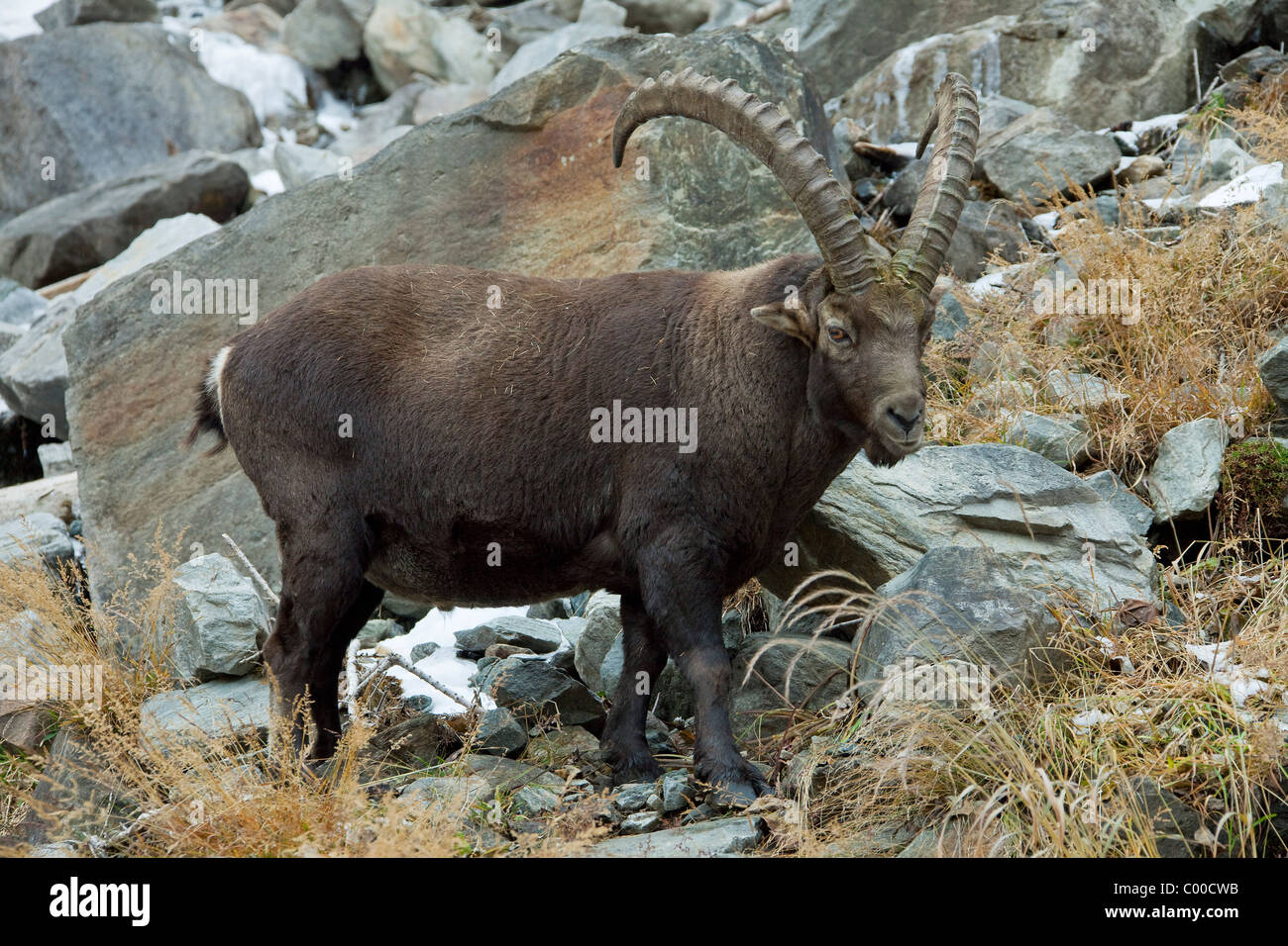 Male ibex capra stands hi-res stock photography and images - Alamy
