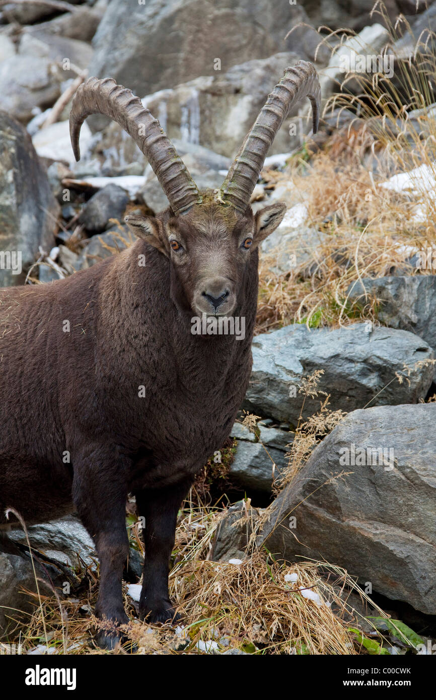Male ibex capra stands hi-res stock photography and images - Alamy