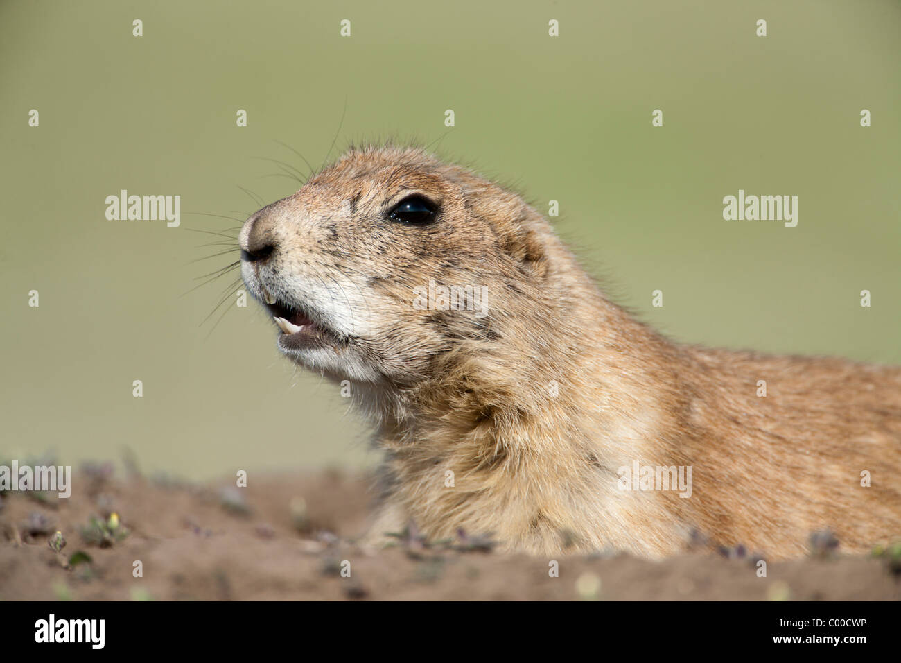 Animals of the midwest hi-res stock photography and images - Alamy