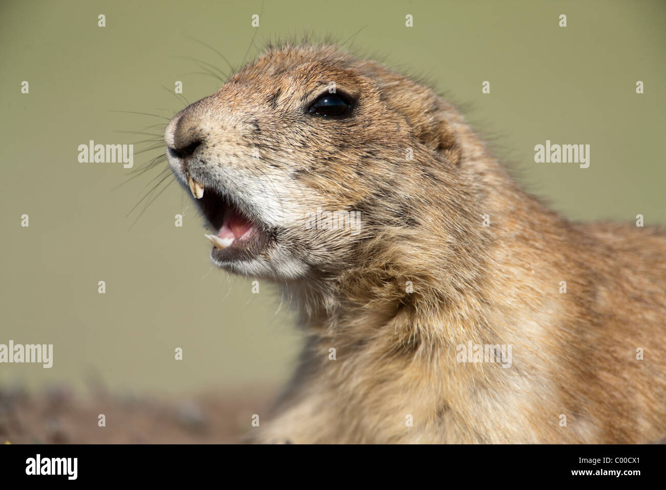Animals of the midwest hi-res stock photography and images - Alamy
