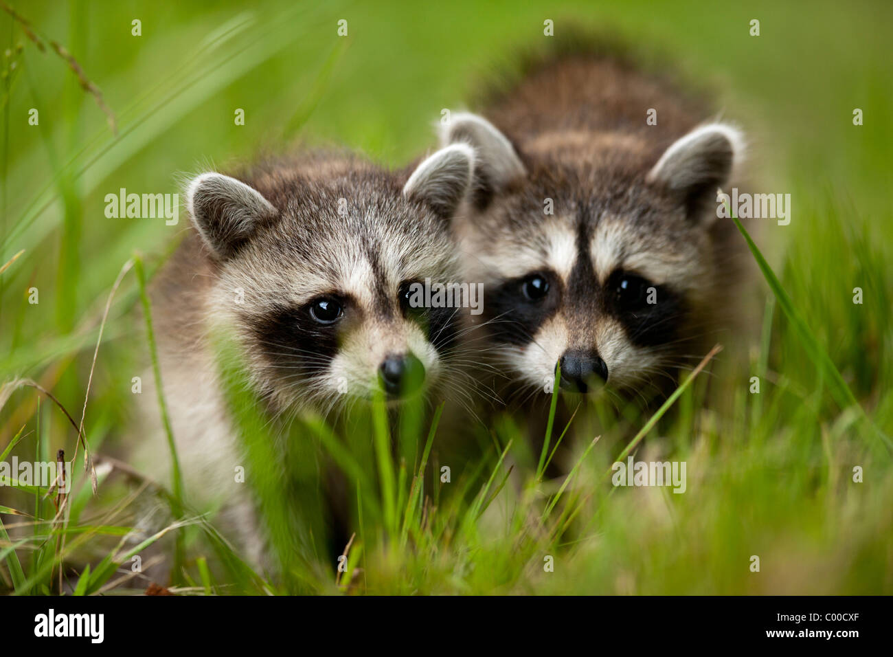 Two raccoon hi-res stock photography and images - Alamy