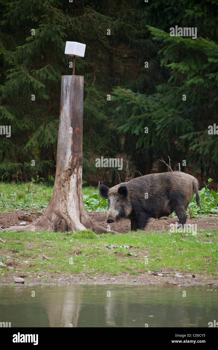 female wild boar at salt lick / Sus scrofa Stock Photo - Alamy