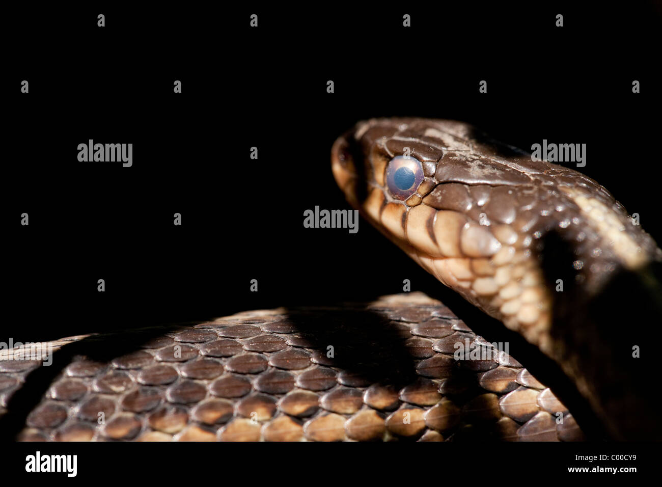 USA, Maine, Acadia National Park, Common Garter Snake (Thamnophis ...