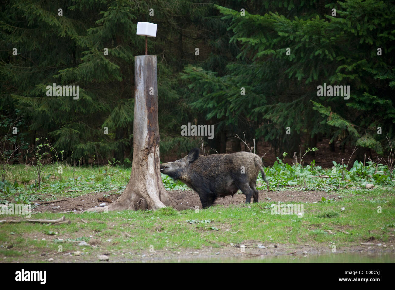 female wild boar at salt lick / Sus scrofa Stock Photo - Alamy