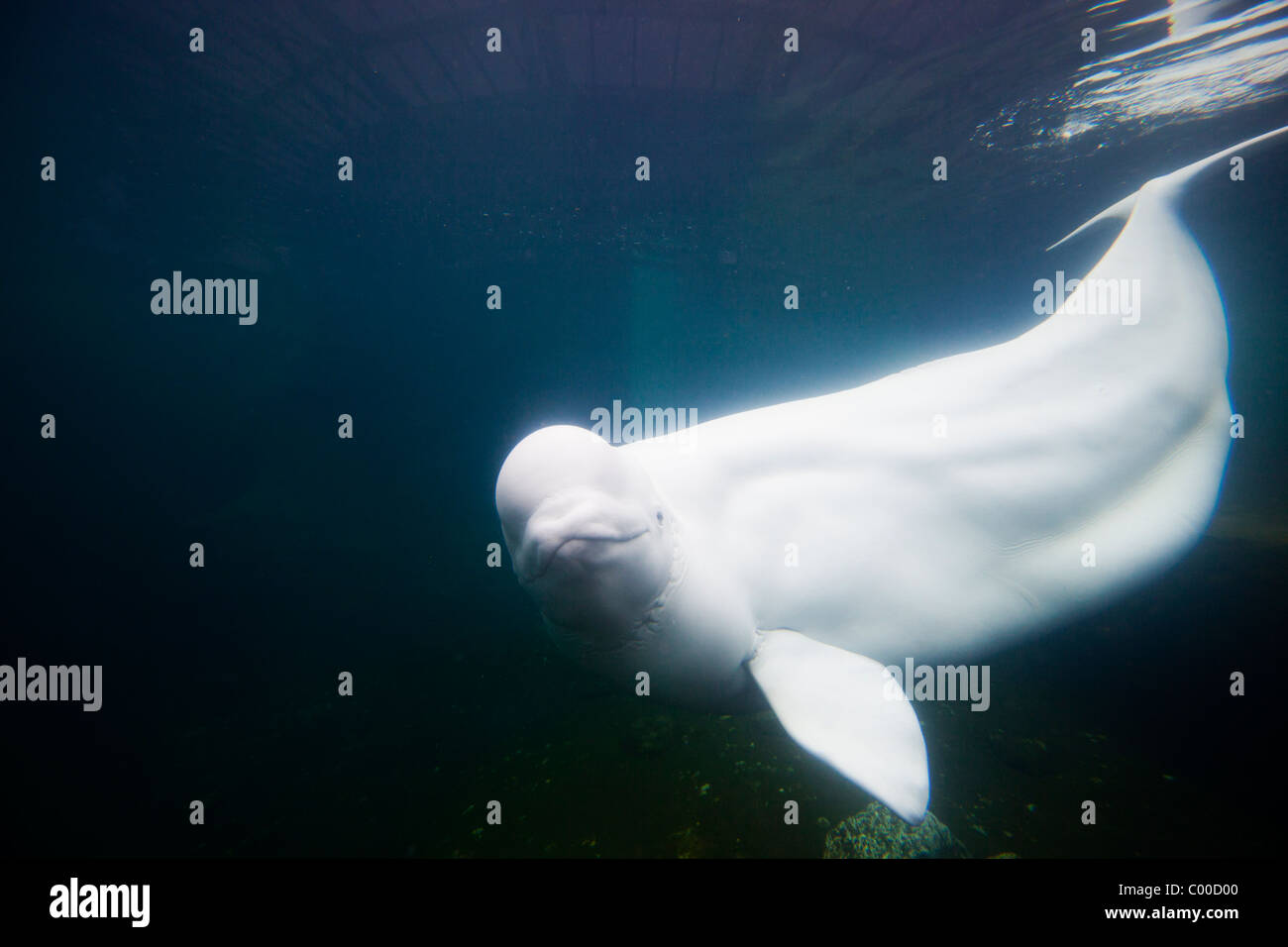 USA, Connecticut, Mystic, Captive Beluga Whale (Delphinapterus leucas ...