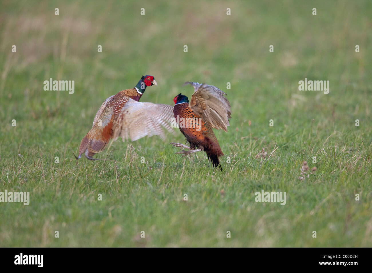 Male pheasant fighting hi-res stock photography and images - Alamy