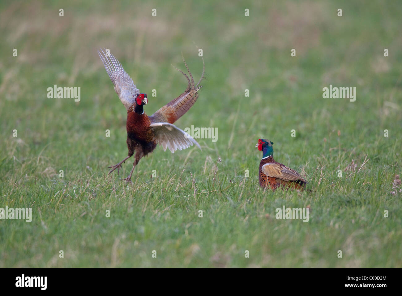 Fighting pheasants hi-res stock photography and images - Alamy