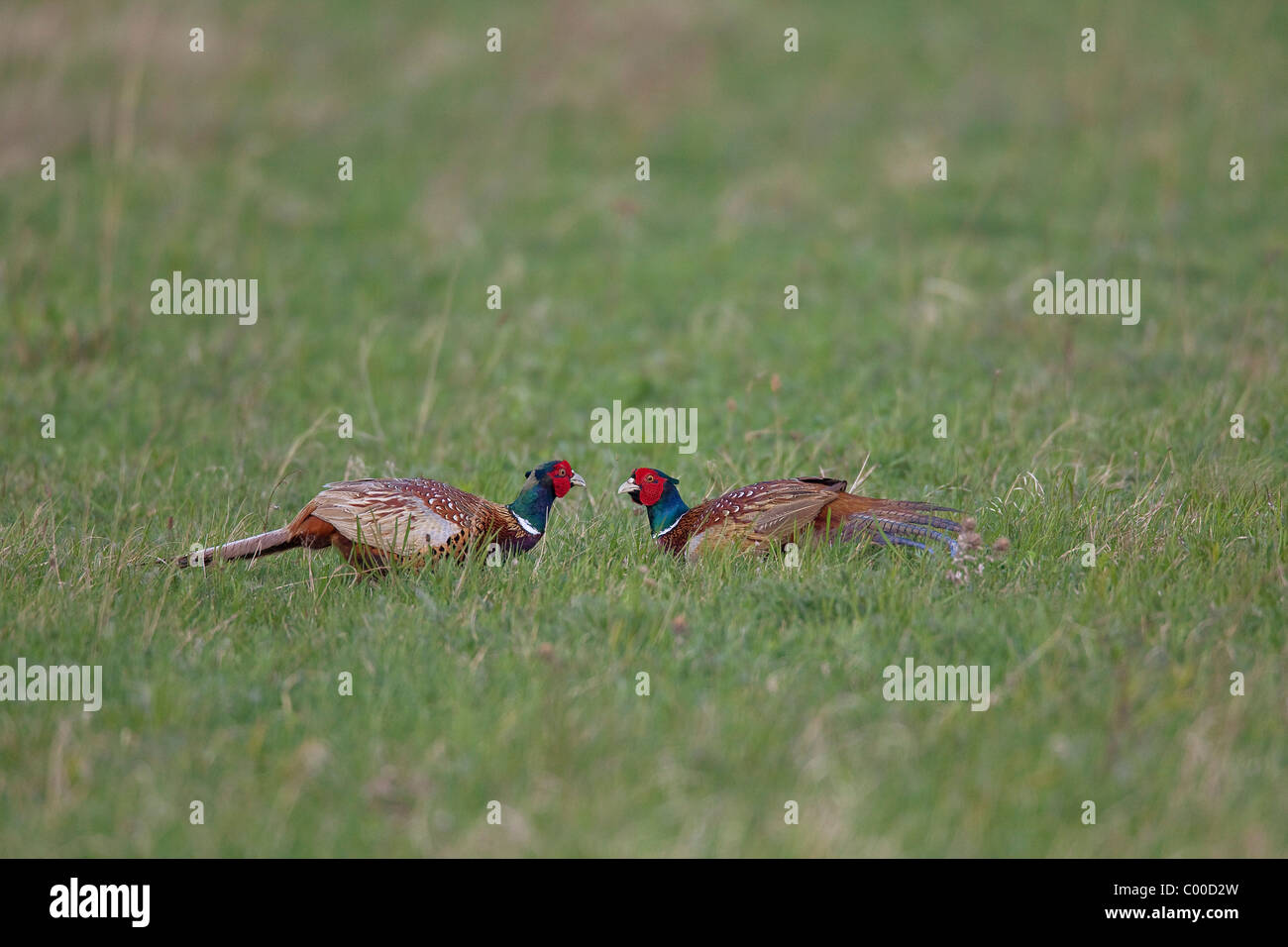 Fighting pheasants hi-res stock photography and images - Alamy