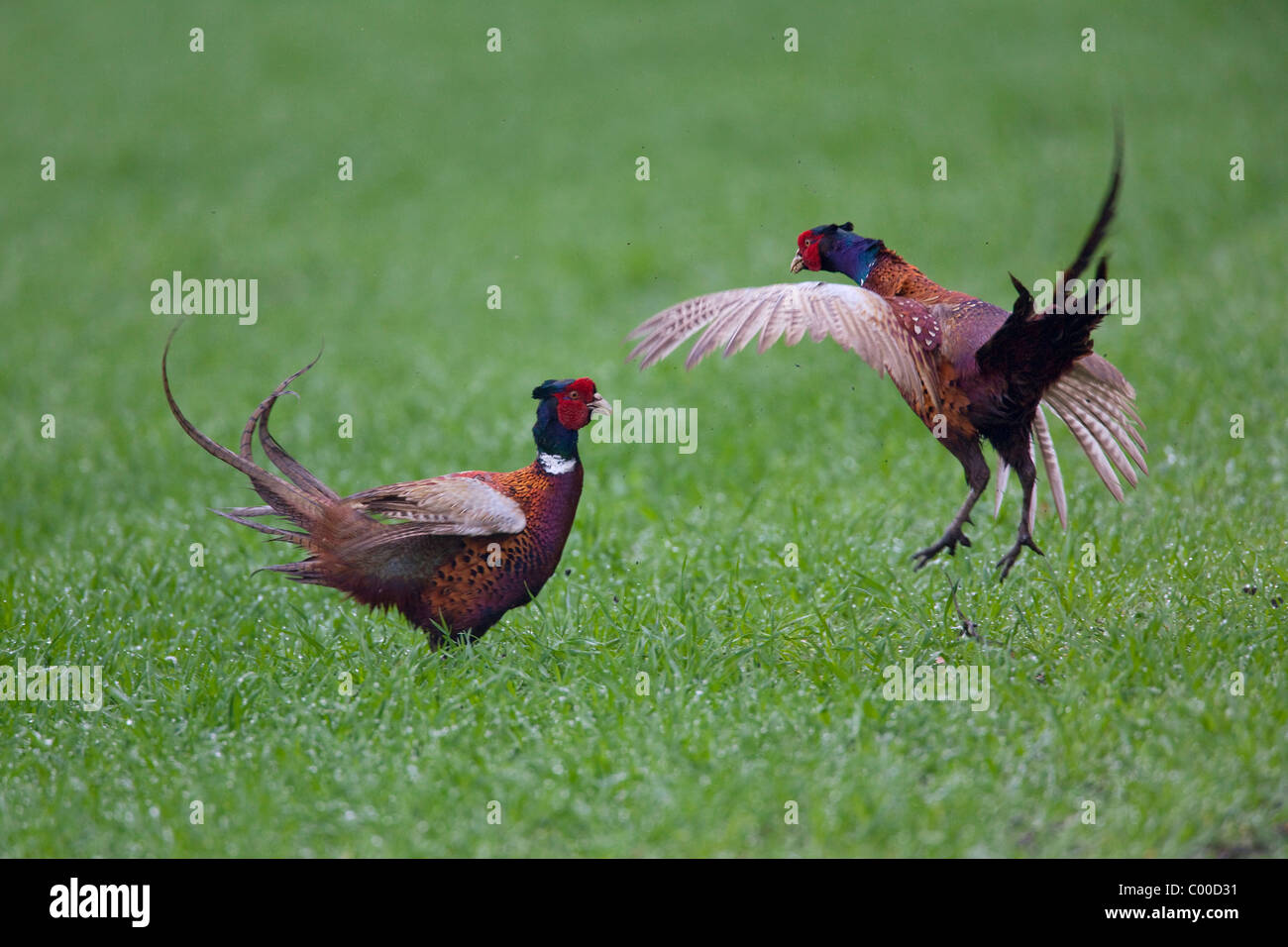 Fighting pheasants hi-res stock photography and images - Alamy