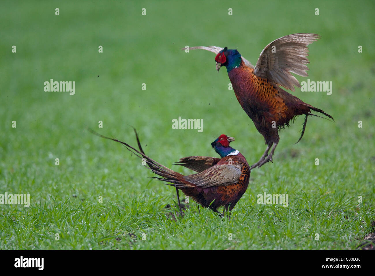 Common pheasant fight hi-res stock photography and images - Alamy
