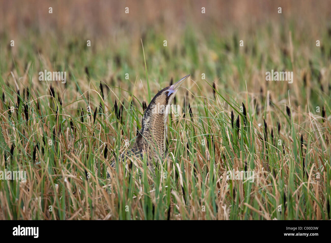 Eurasian Bittern on meadow / Botaurus stellaris Stock Photo - Alamy