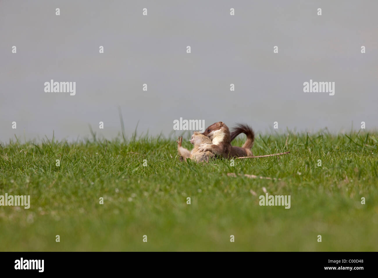 Stoat with food hi-res stock photography and images - Alamy
