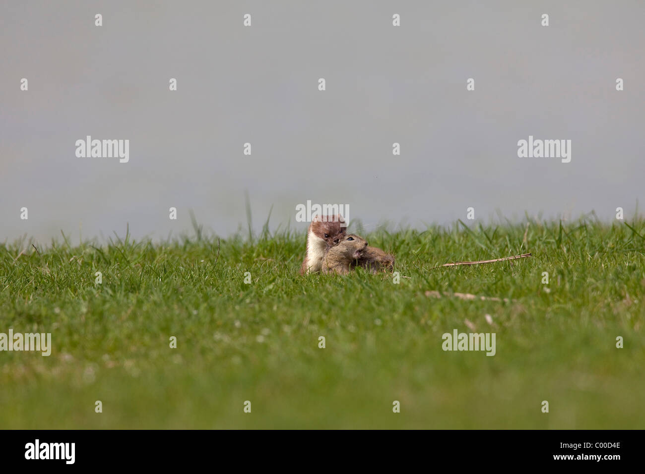Prey for stoats hi-res stock photography and images - Alamy