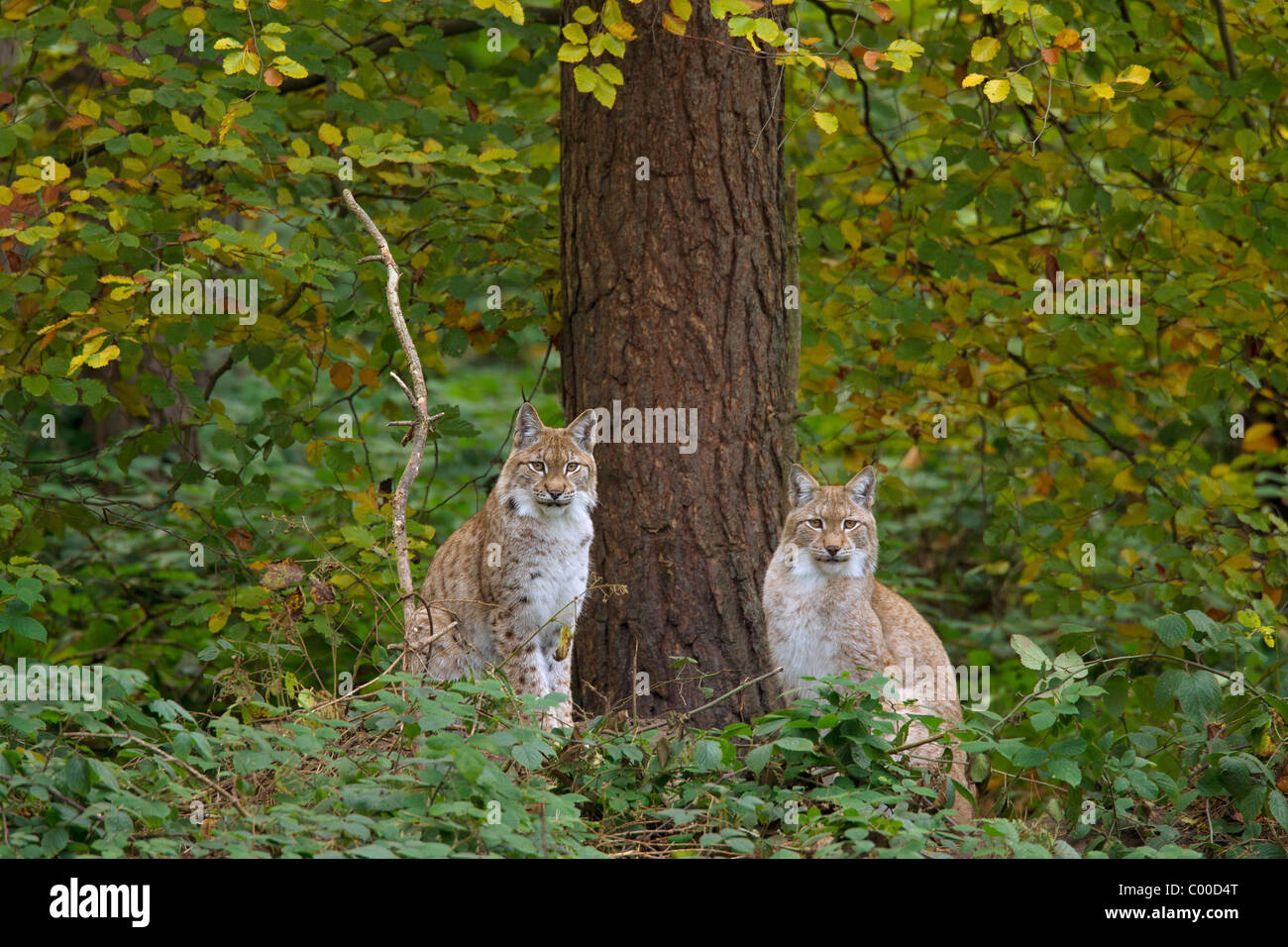 two Eurasian lynxes - sitting / Lynx lynx Stock Photo - Alamy