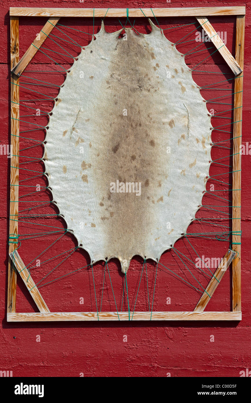 Harp Seal (Pagophilus groenlandicus), skin in drying frame. Ilulissat ...