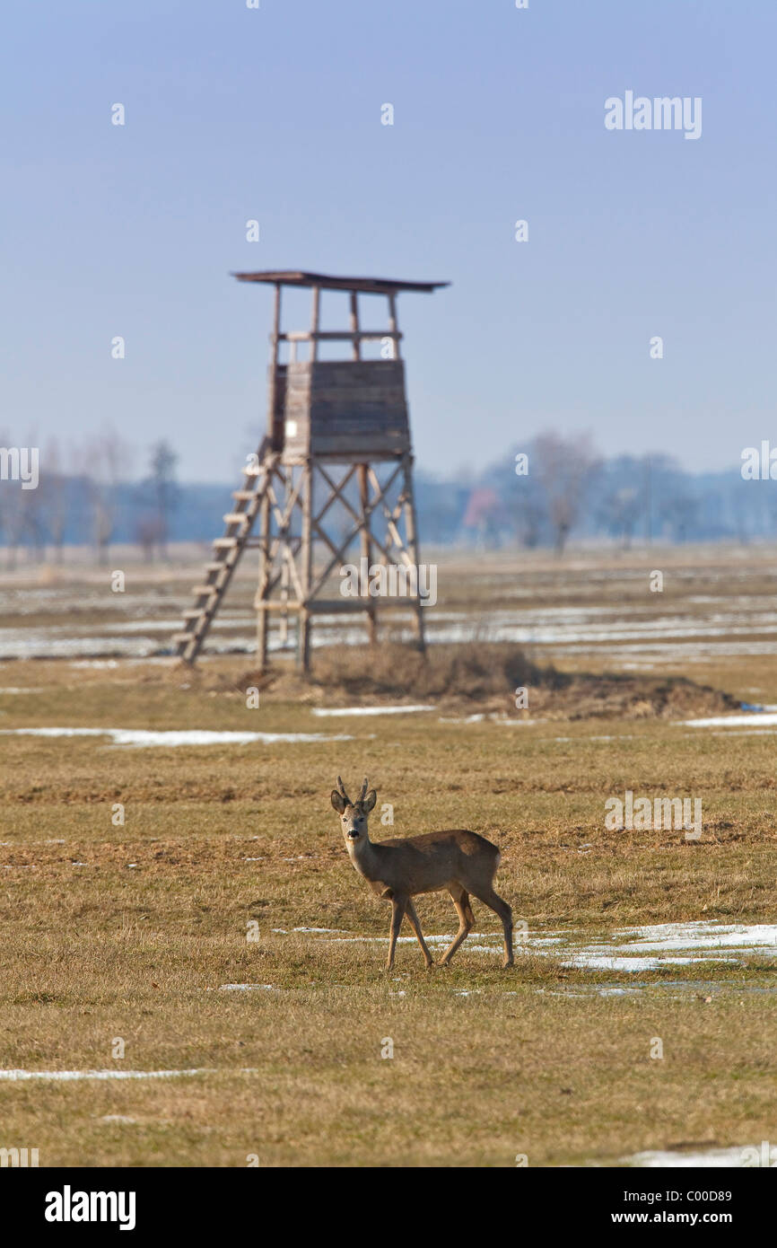 Roe deer stands in hi-res stock photography and images - Alamy