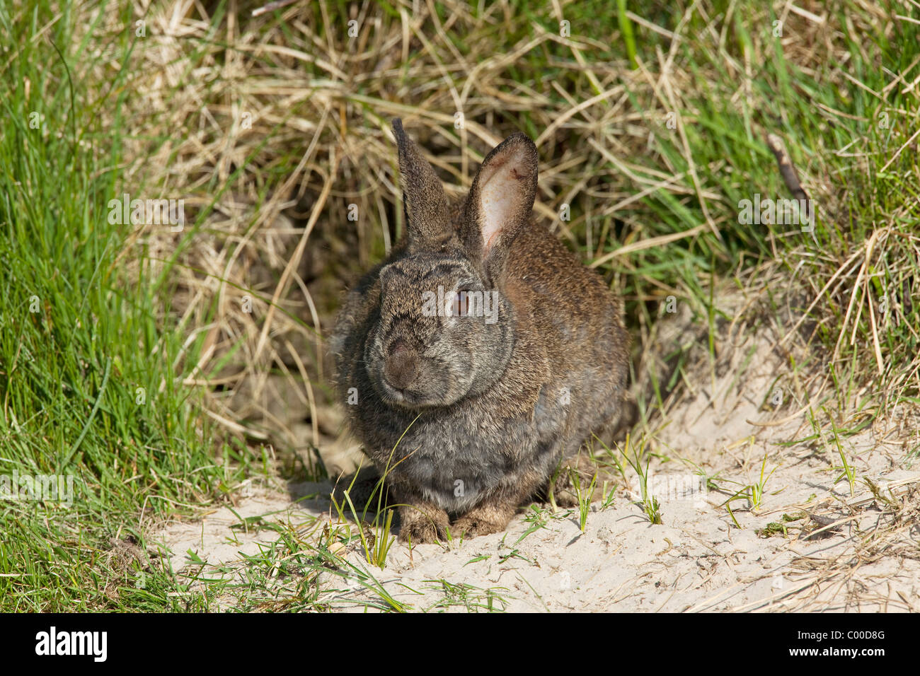 Rabbit at den hi-res stock photography and images - Alamy