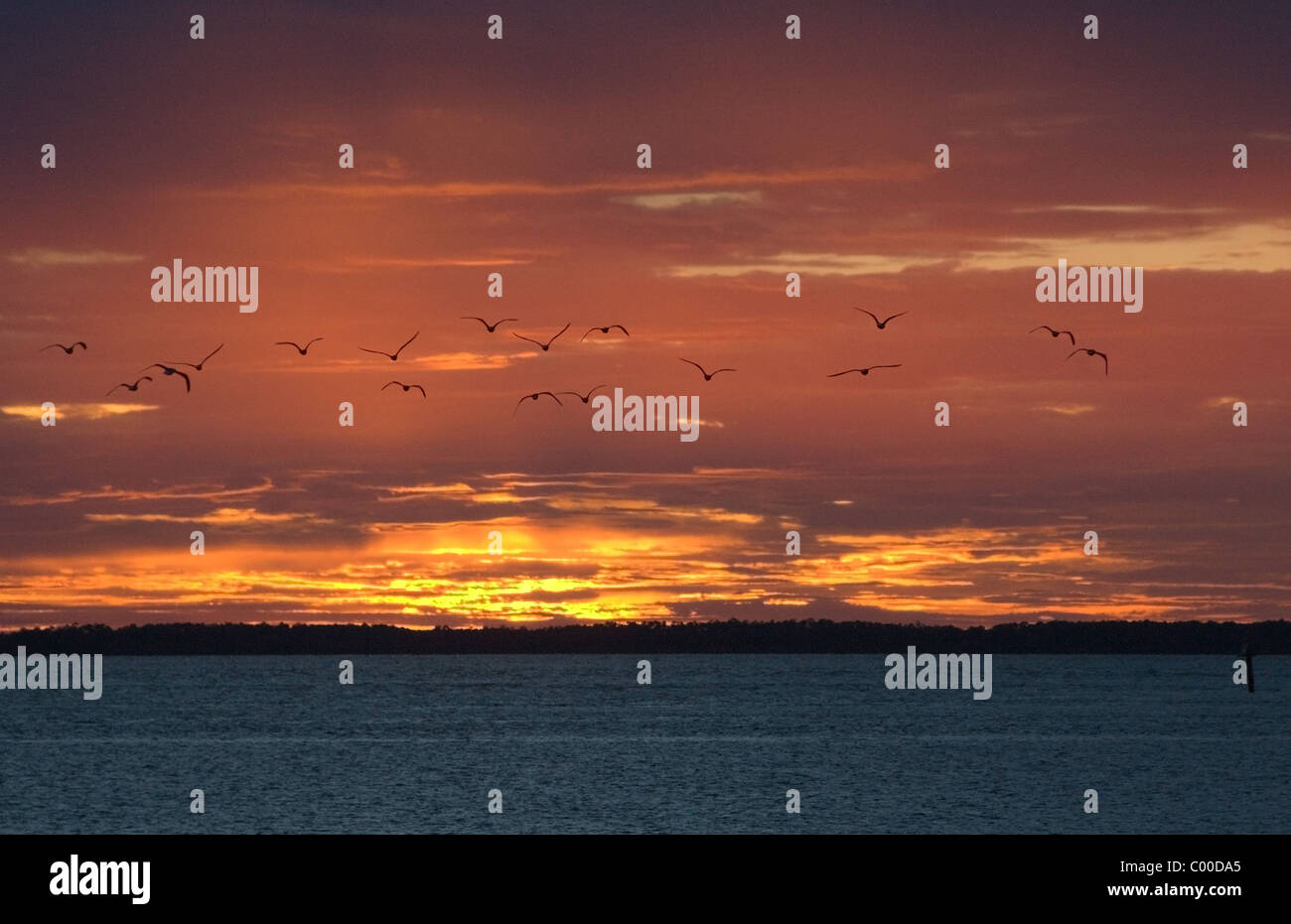 American shorebirds hi-res stock photography and images - Alamy
