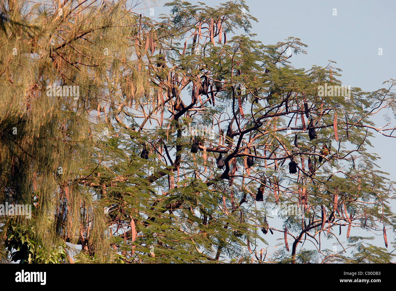 Indian fruit bat hi-res stock photography and images - Alamy