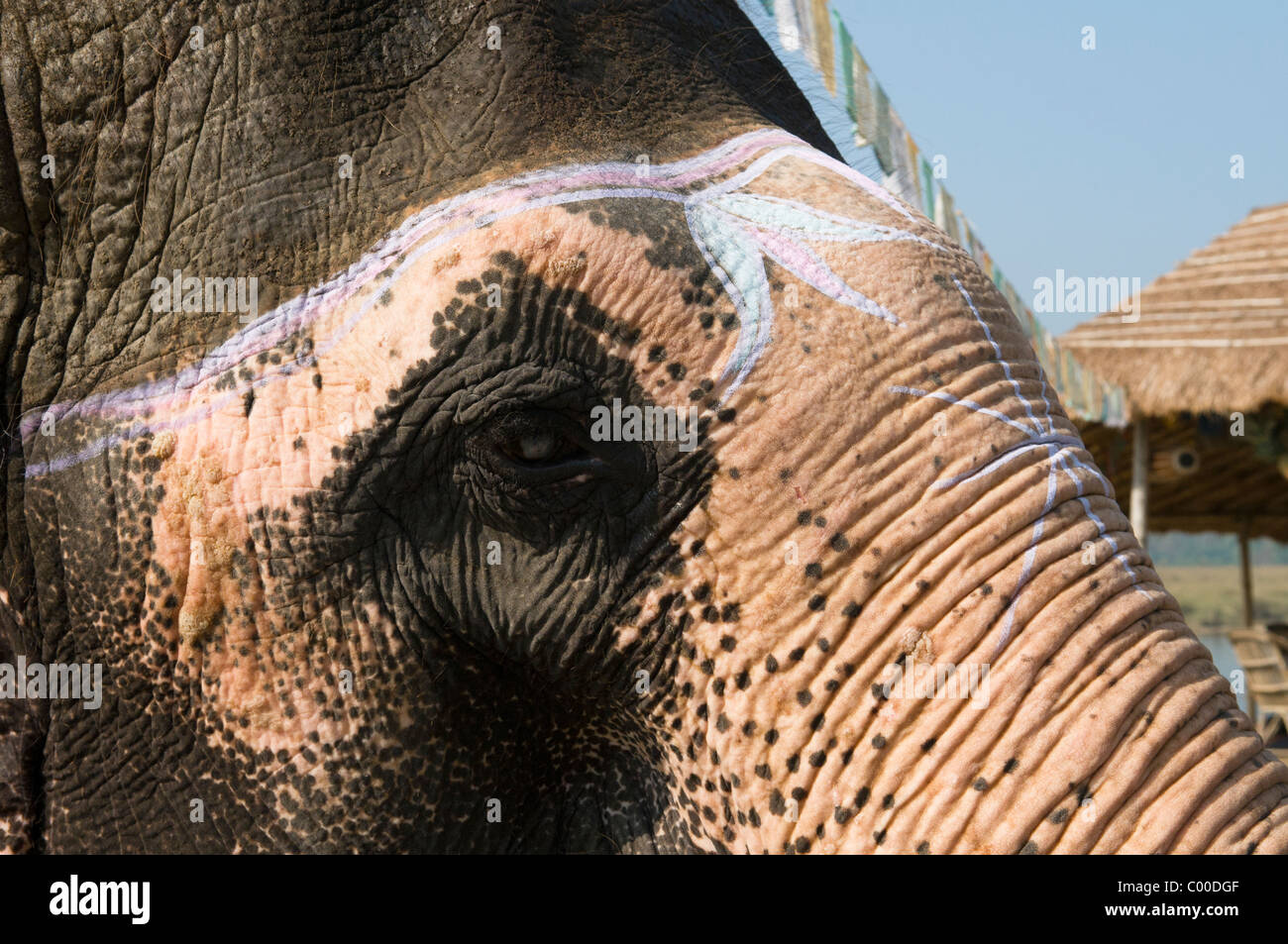 Asian elephant chitwan national park hi-res stock photography and ...
