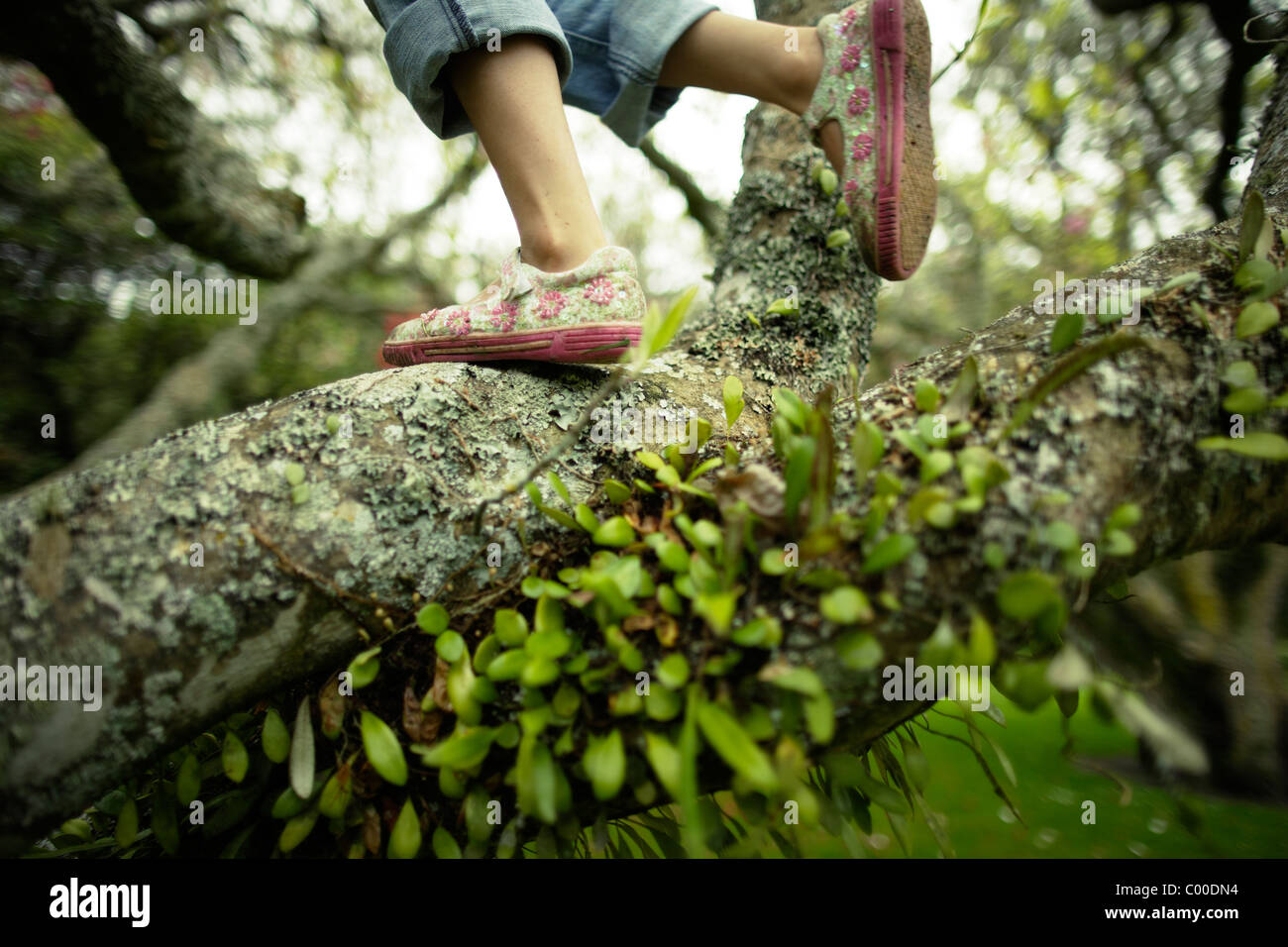 Children climbing tree feet hi-res stock photography and images - Alamy