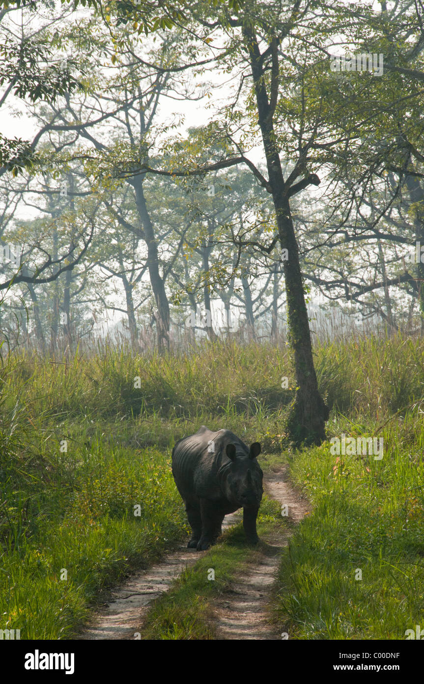 One Horned Asian rhinoceros in Chitwan National Park, Nepal Stock Photo ...