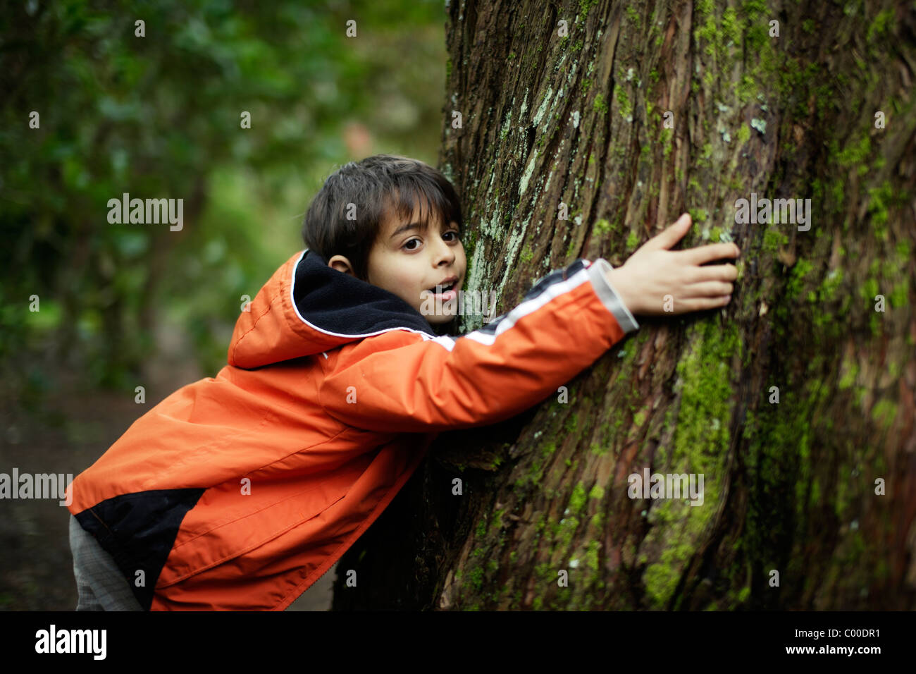 Boy touching tree trunk hi-res stock photography and images - Alamy