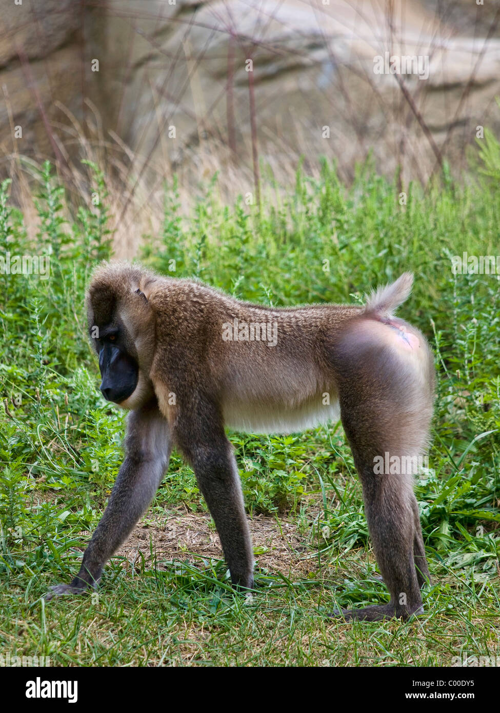 Hamadryads Baboon High Resolution Stock Photography and Images - Alamy