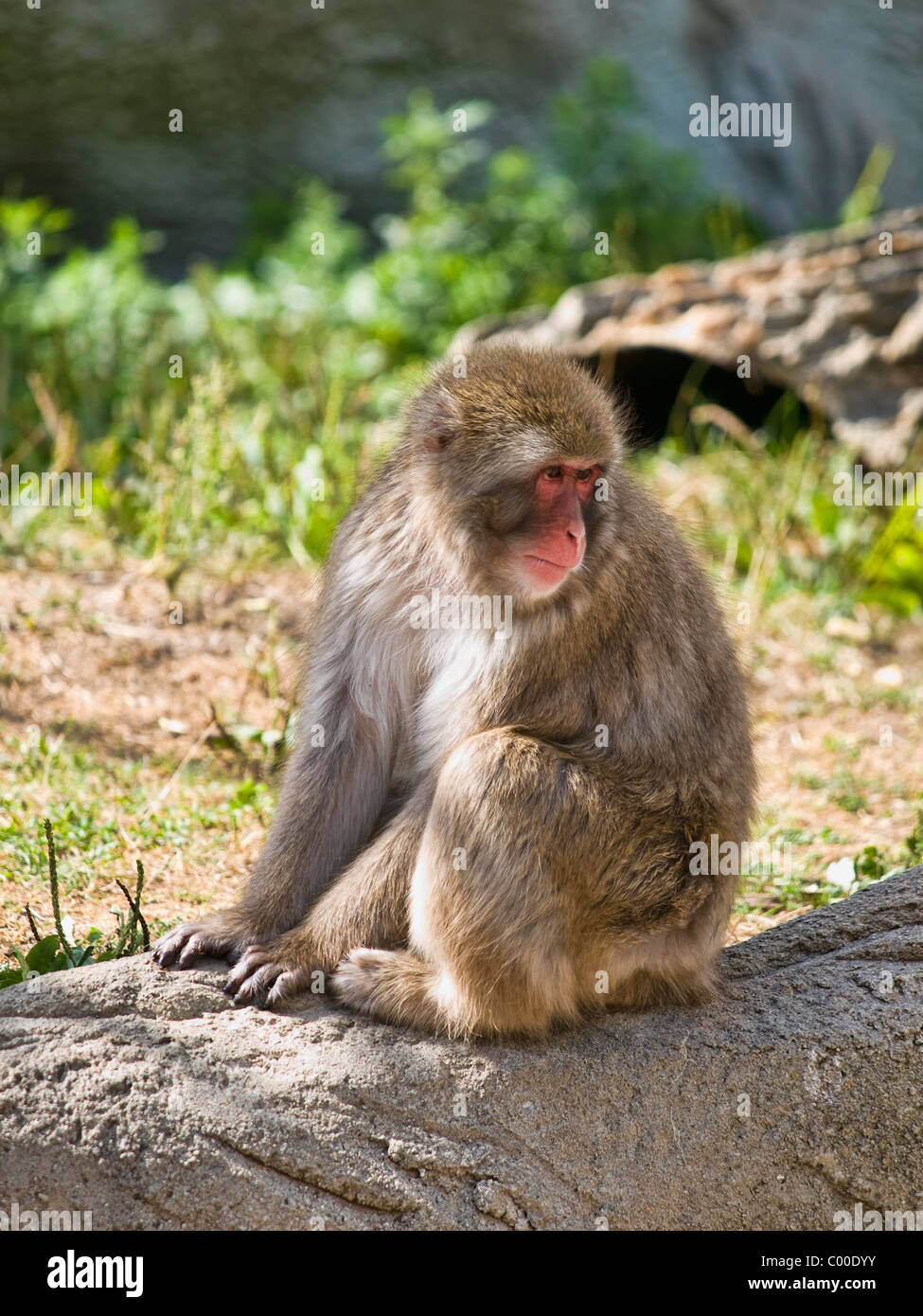 Snow monkey (Japanese Macaque) looking for his shoulder Stock Photo - Alamy