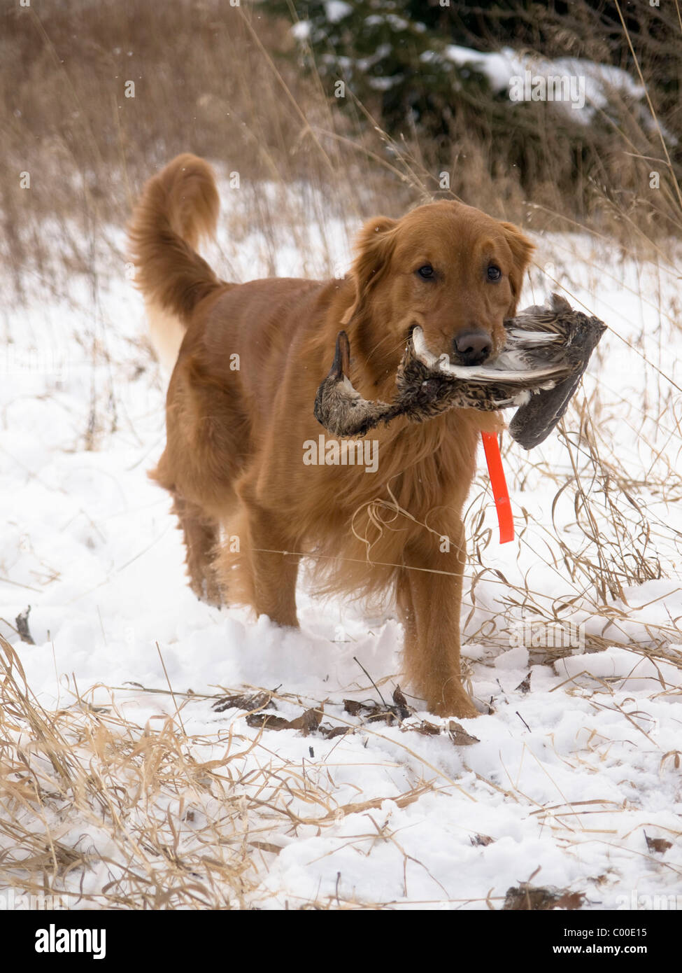Golden Retriever retrieving a duck during a winters day training ...