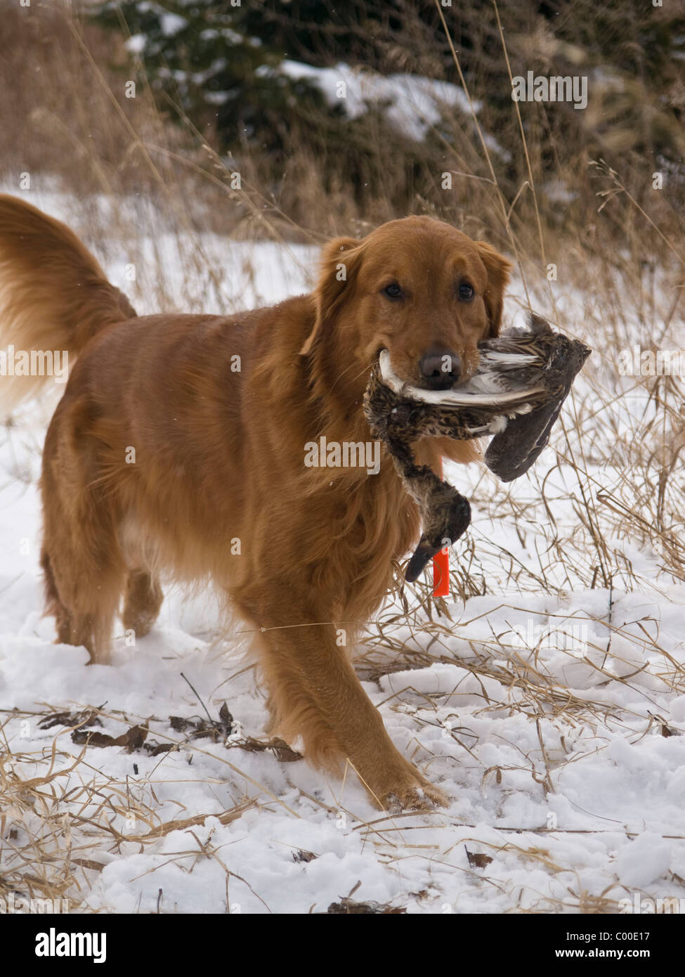 Dog carrying duck hi-res stock photography and images - Alamy