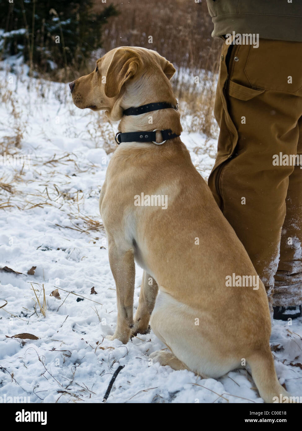 Yellow Labrador Retriever sitting next to his owner waiting to go out ...