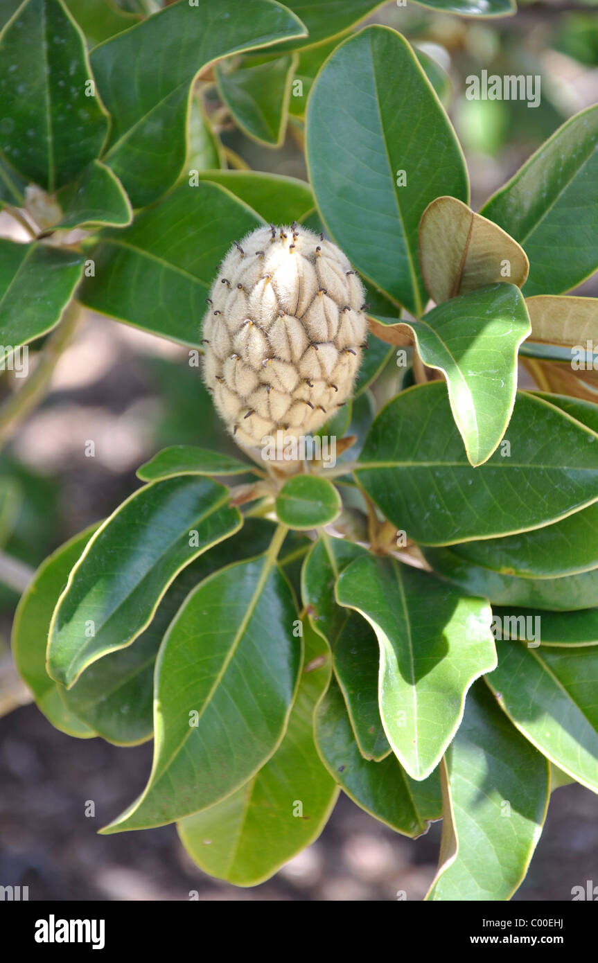 Magnolia - Magnolioideae - cone Stock Photo - Alamy